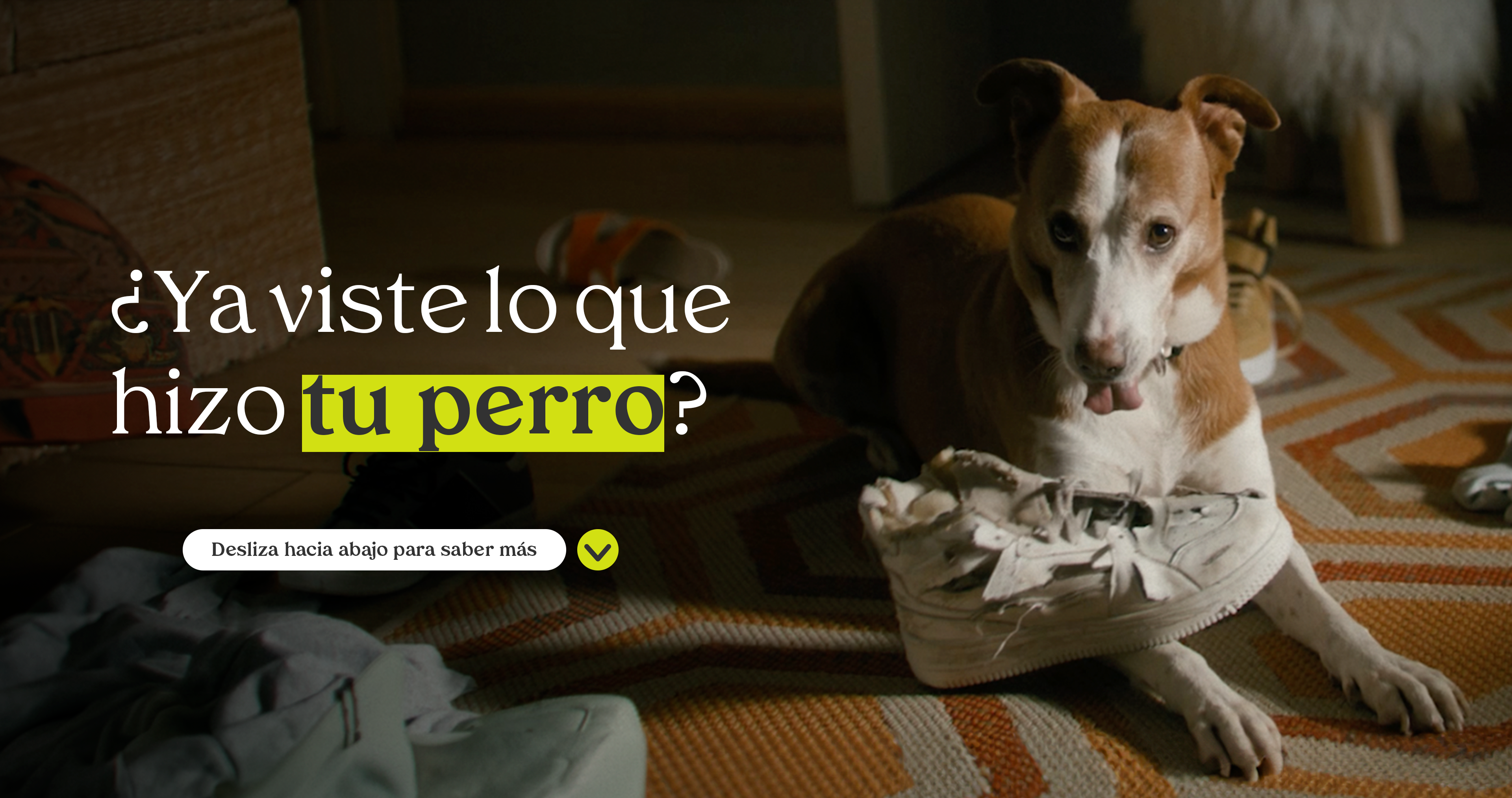 MAKA - Los perros nos hacen mejores personas